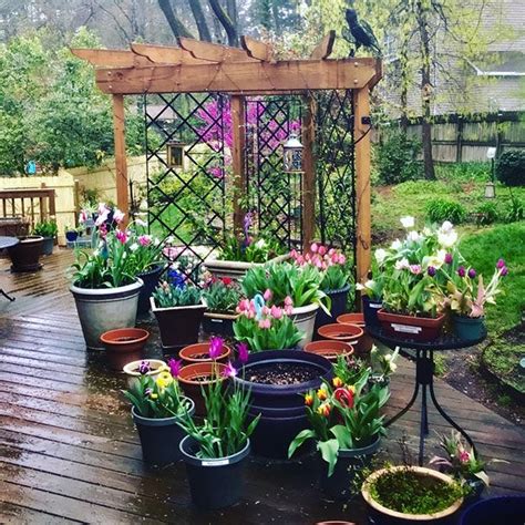Small Patio Container Garden 75 Patio Container Garden Ideas Youll
