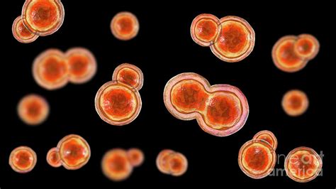 Blastomyces Fungus 31 By Kateryna Kon Science Photo Library