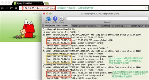 如何快速构建高可用集群keepalivedhaproxynginx 程序员大本营