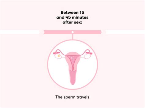 How Long Does It Take To Get Pregnant After Sex