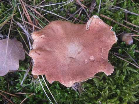 Cystoderma Granulosum The Ultimate Mushroom Guide