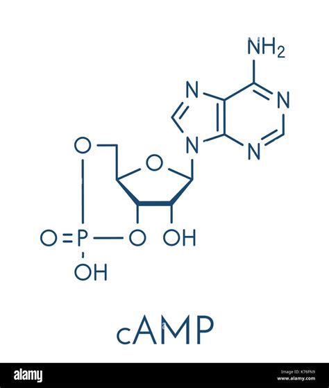 Cyclic Adenosine Monophosphate