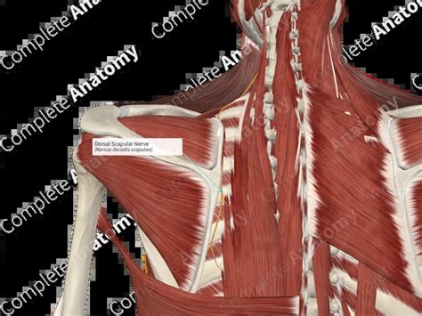 Dorsal Scapular Nerve Complete Anatomy