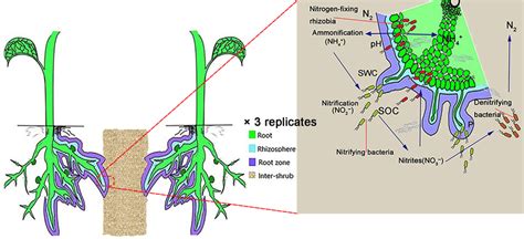 Flowchart Of The Experimental Design And Sketch Of Rhizocompartment
