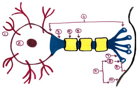 Nervous System 2 Diagram Quizlet
