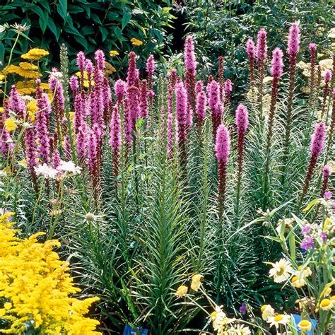 Blazing Star Liatris Spicata American Meadows