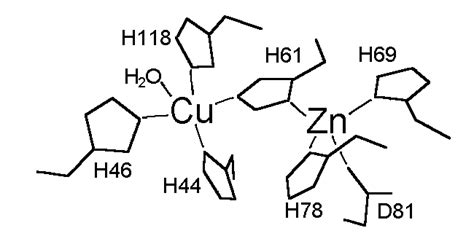 Superoxide Dismutase Structure