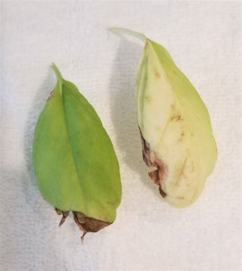 Diagnosis Does My Basil Have Fusarium Wilt Gardening And Landscaping