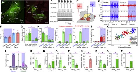 Integrated Control Of Predatory Hunting By The Central Nucleus Of The