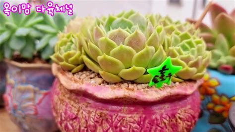 우리집 태라스에 노숙하는아이들 태풍대비 단돌이~~~ 올해는 다육이 키우기 정말 힘드네요 저만 그런가요 Youtube