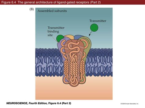 Ppt Figure 6 1 Examples Of Small Molecule And Peptide Neurotransmitters Powerpoint