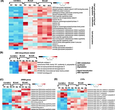 Heatmap Expression Analysis Of Gene Families In Col 0ev Download Scientific Diagram