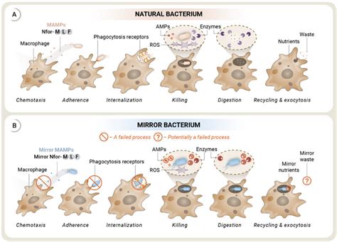 ‘거울생명체 유전공학을 경고하다 강석기의 과학풍경