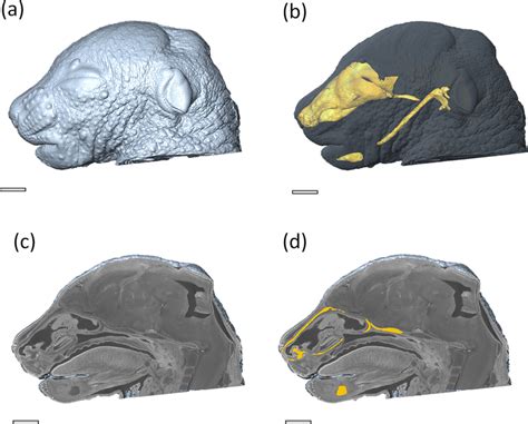Visualisation Of The Segmented Structure Of Interest In The Context Of