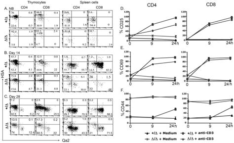 A Expression Of Hsa And Qa2 On Thymocytes Left Panel And Splenoytes Download Scientific