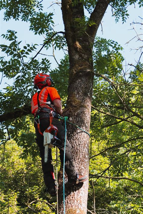 Tree Removal Simplified A Step By Step Guide With Tree Beard Tree Surgery Ltd Tree Beard