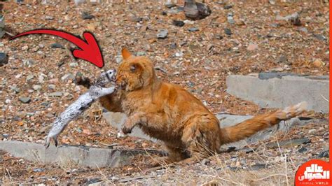 نمس مسكين يعلق مع قطة شرسةمزقتة تمزيق Youtube