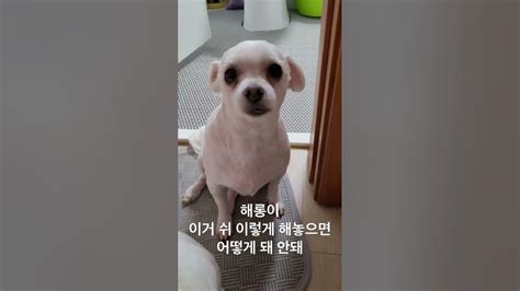 해롱이 또 쉬쌈 Youtube