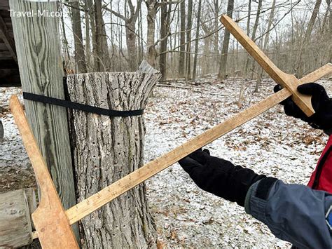 How To Tap A Maple Tree For Syrup Demonstration Video And Helpful Tips