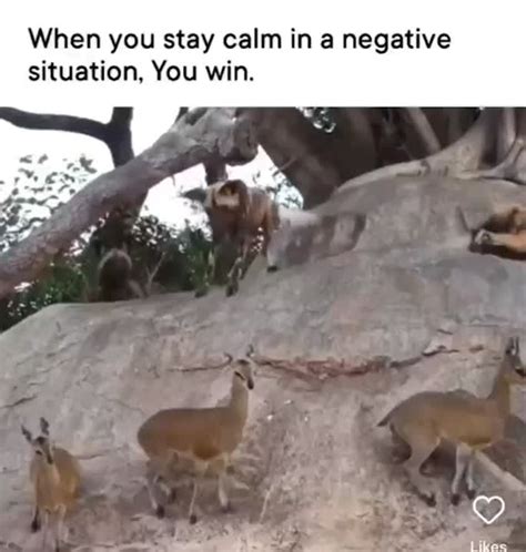 Rick Oconnell On Linkedin Staycalm Positivitywins Resilience Emotionalintelligence