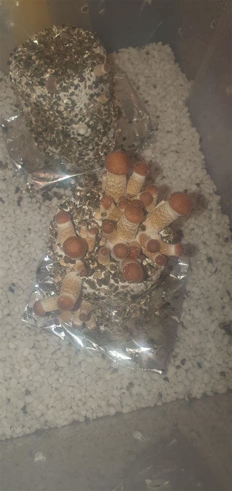 First Pf Tek Brf Cakes Are They Looking Ok So Far Rshrooms