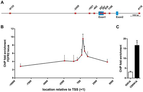 Snf5 Is Recruited To The Fgfr2 Promoter In Bj Cells A Schematic