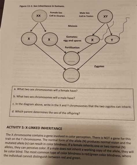 Solved Figure 11 1 Sex Inheritance In Humansa ﻿what Two