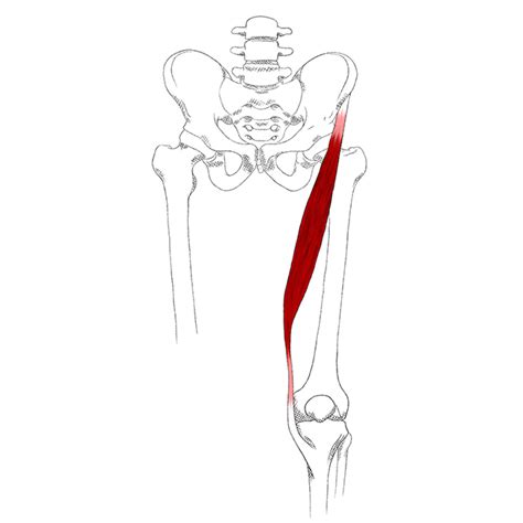 Sartorius Pain And Trigger Points Sartorius Pain And Trigger Points
