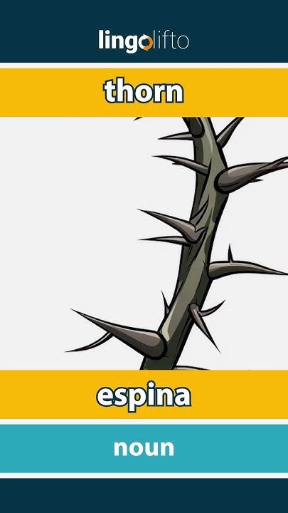 🇬🇧🇪🇸 Thorn Espina Vocabulary Builder Learn English Aprendamos