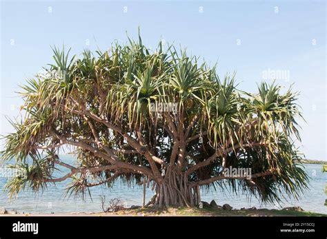 Pandanus Palm Pandanus Pedunculatus Or Screw Pine Flourishes Along