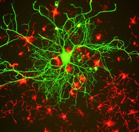 Epigenetics In Psychology Noba