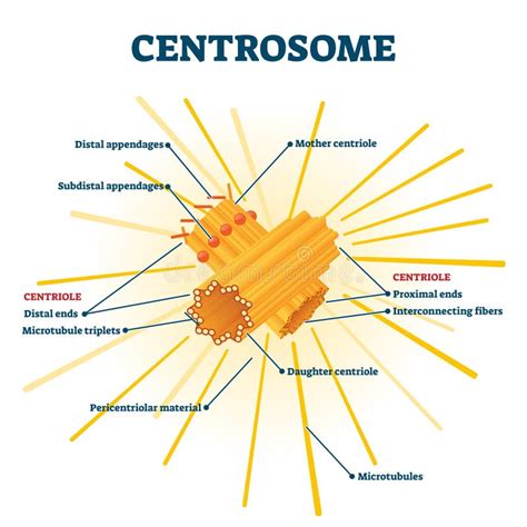 Centriole Definition