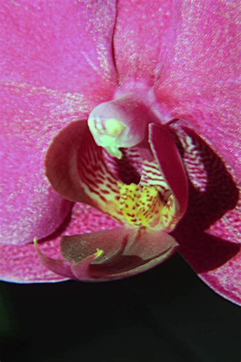 Sex Flower Slurp Slurp By Nailuor On Deviantart