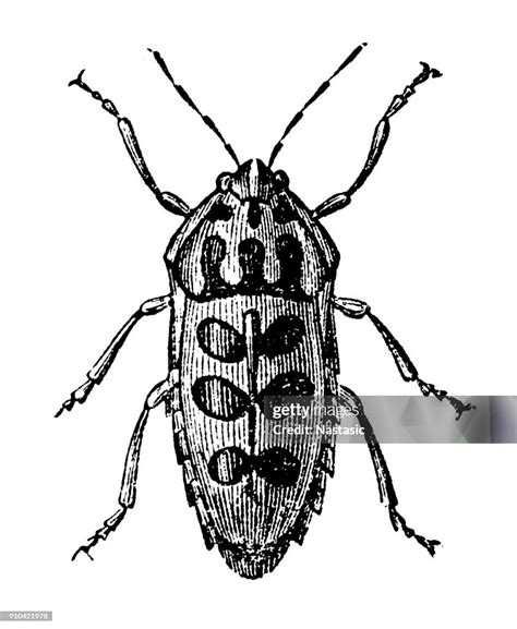 Scutellera Signata High Res Vector Graphic Getty Images