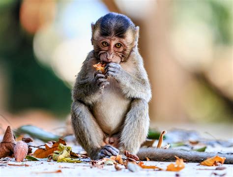 Monkeypox May Be Sexually Transmitted In Humans