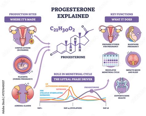 Progesterone Brief Diagram Showing The Hormones Role In Menstrual Cycle