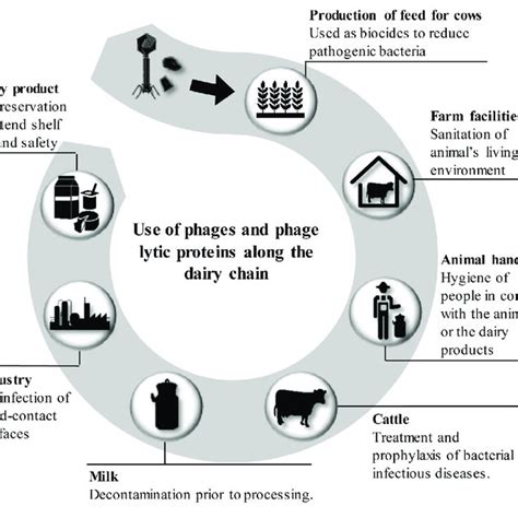 Role Of Phage Lytic Proteins When A Phage Infects A Gram Positive Download Scientific Diagram