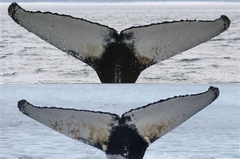 Photo Identification Of Humpback Whales Greenland Climate Research Centre