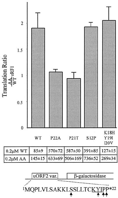 Sensitivity Of Uorf2 Missense Mutations To Erf1 Effects Full Length