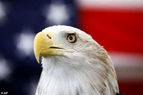 Americans Confused After Bald Eagle Declared Nations Official Bird