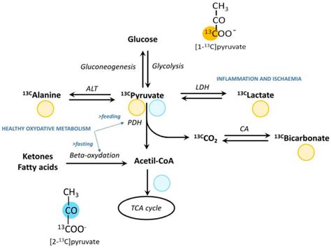 Mri Application And Challenges Of Hyperpolarized Carbon 13 Pyruvate In Translational And