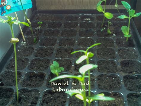 Science Project Recorded As Time Lapse With Raspberry Pi Daniel And Dad