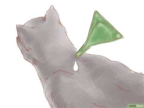 How To Get Rid Of Fleas In The House