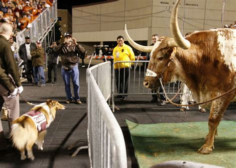 Bevo Xv Makes His Debut 100 Years After The First Bevo Went To A Ut