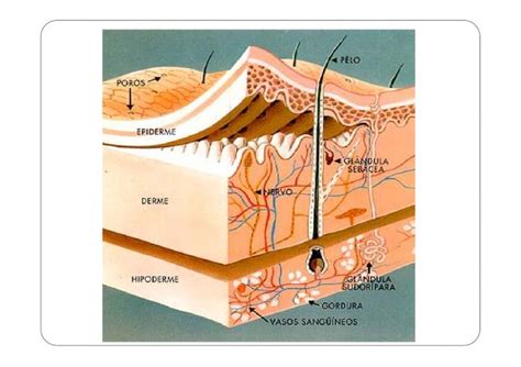 Epiderme Partes Da Célula Hipoderme Tegumentar