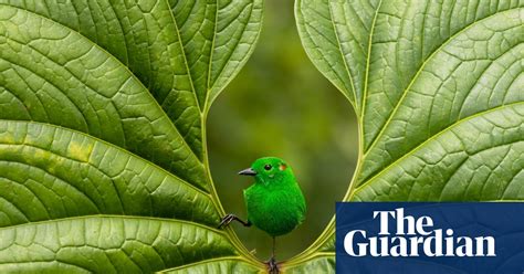 bird photographer of the year 2023 winners in pictures environment