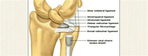 Triangular Fibrocartilage Complex Tfcc Injuries Arthurcare