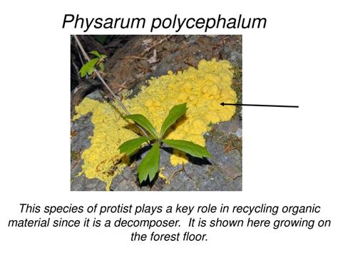 Physarum Polycephalum Life Cycle