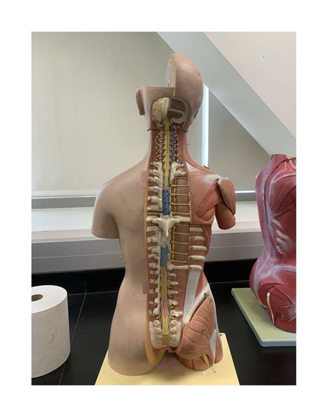 Spinal Nerves Diagram Quizlet