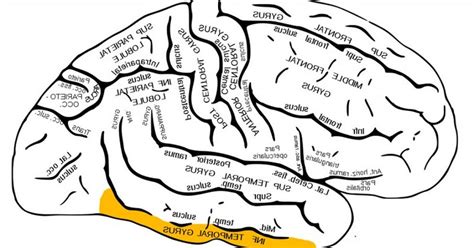 Inferior Temporal Gyrus Characteristics And Functions